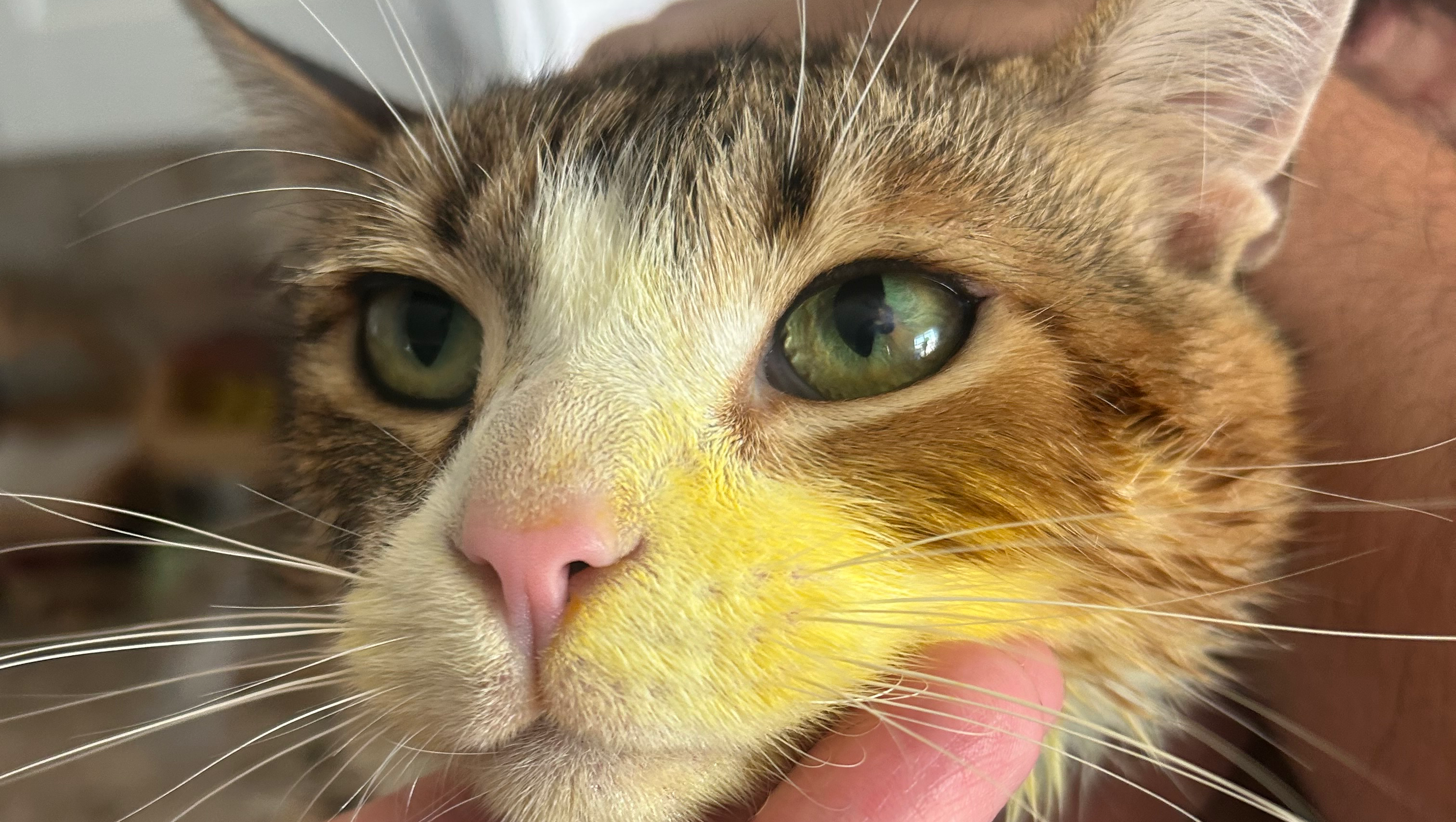 Fundraiser by Tiffany Ekstrom : Help Gizmo Recover from Toxic Lily ...