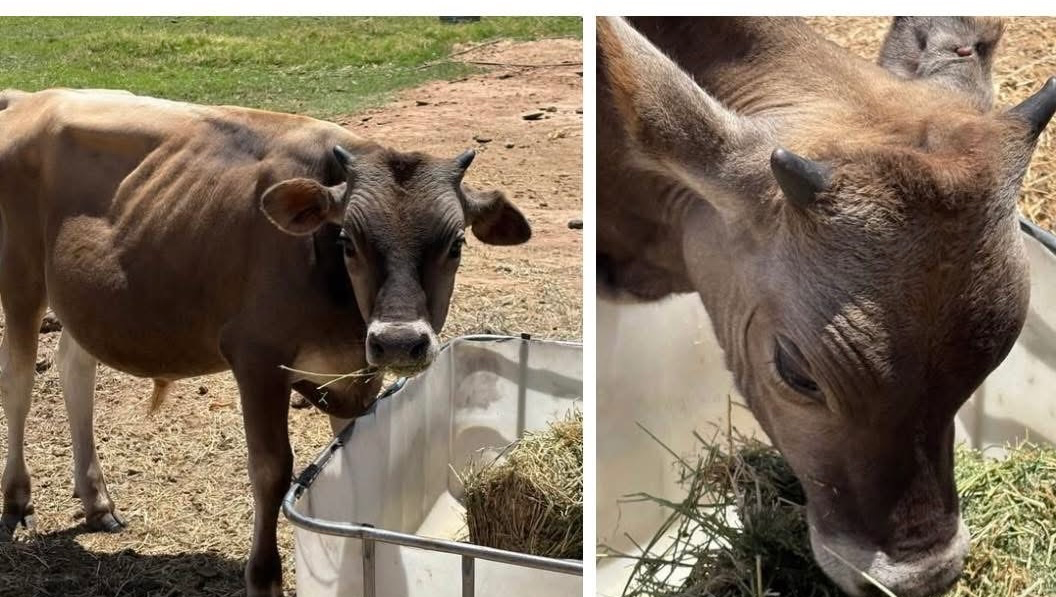 Fundraiser by Sarah White : Save Finnegan! Support a Calf’s Journey to ...