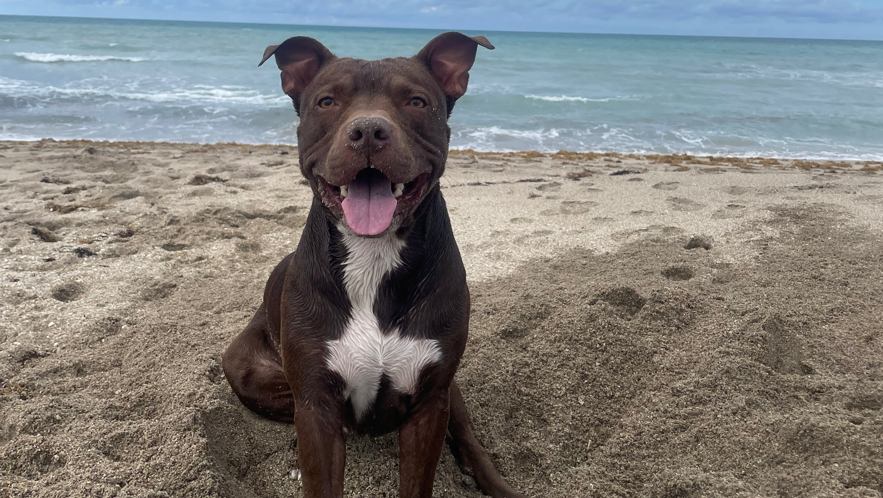 Fundraiser by Kayla Downing : Support Rico's Journey to Recovery