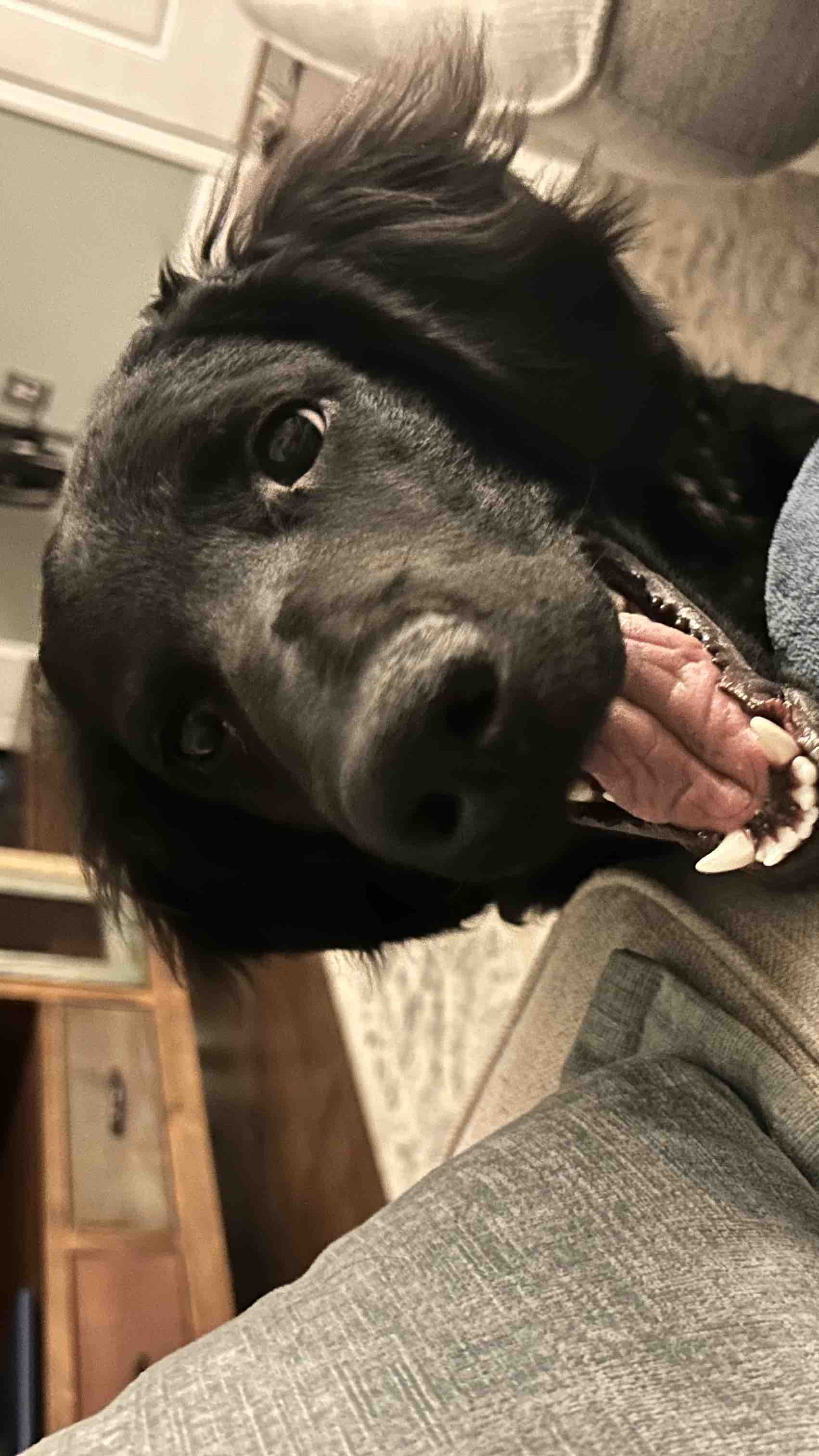 Fundraiser by Alicia Swanson : Ozzie's Journey to Recovery