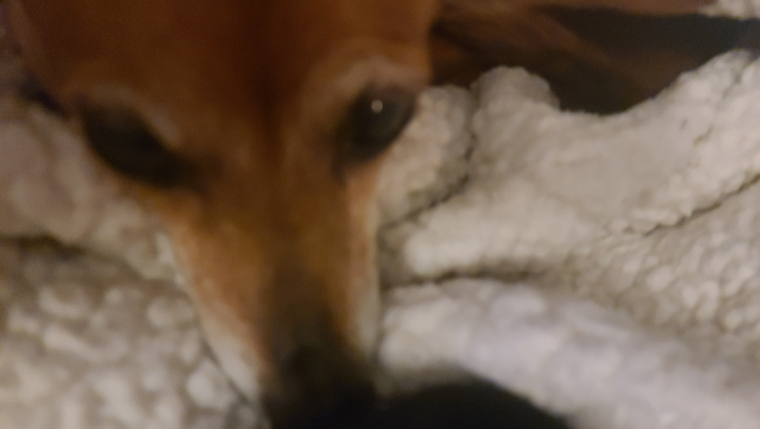 Fundraiser by Amy Perryman : Please help me end Coco Bean's mouth pain