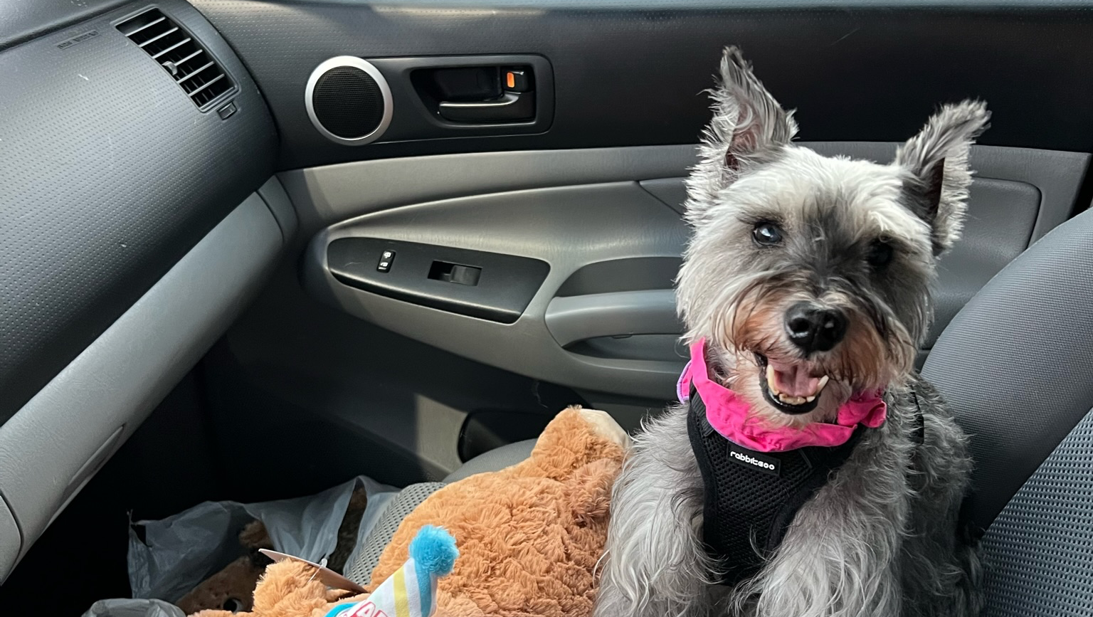 Fundraiser by Jessica Wininger : Support Kylie: Memorial Ring for Bella