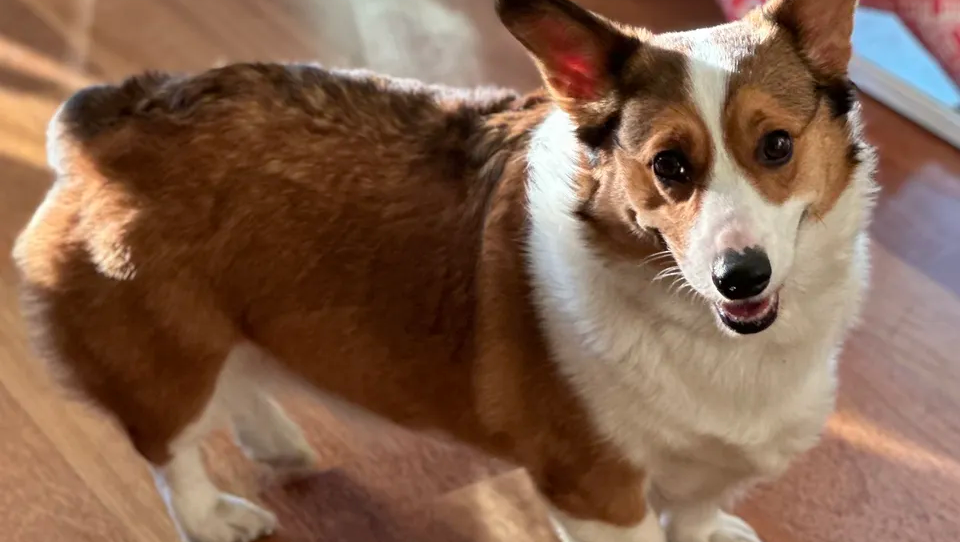 Fundraiser by sandy saechao : Support Kairo's Life-Saving Surgery