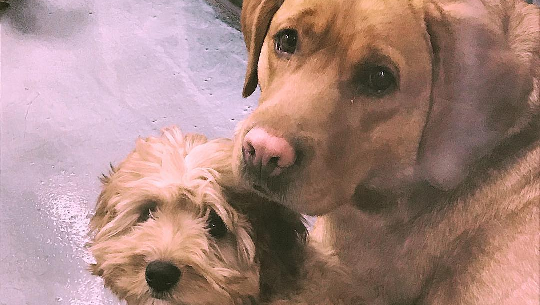 Fundraiser by lisa rojas : Dreadlocks for Dingoes: A lifeline for pets ...