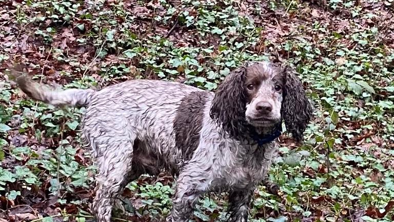 Fundraiser by Robyn Page : Urgent: Help Roofus Get Life-Saving Surgery ...