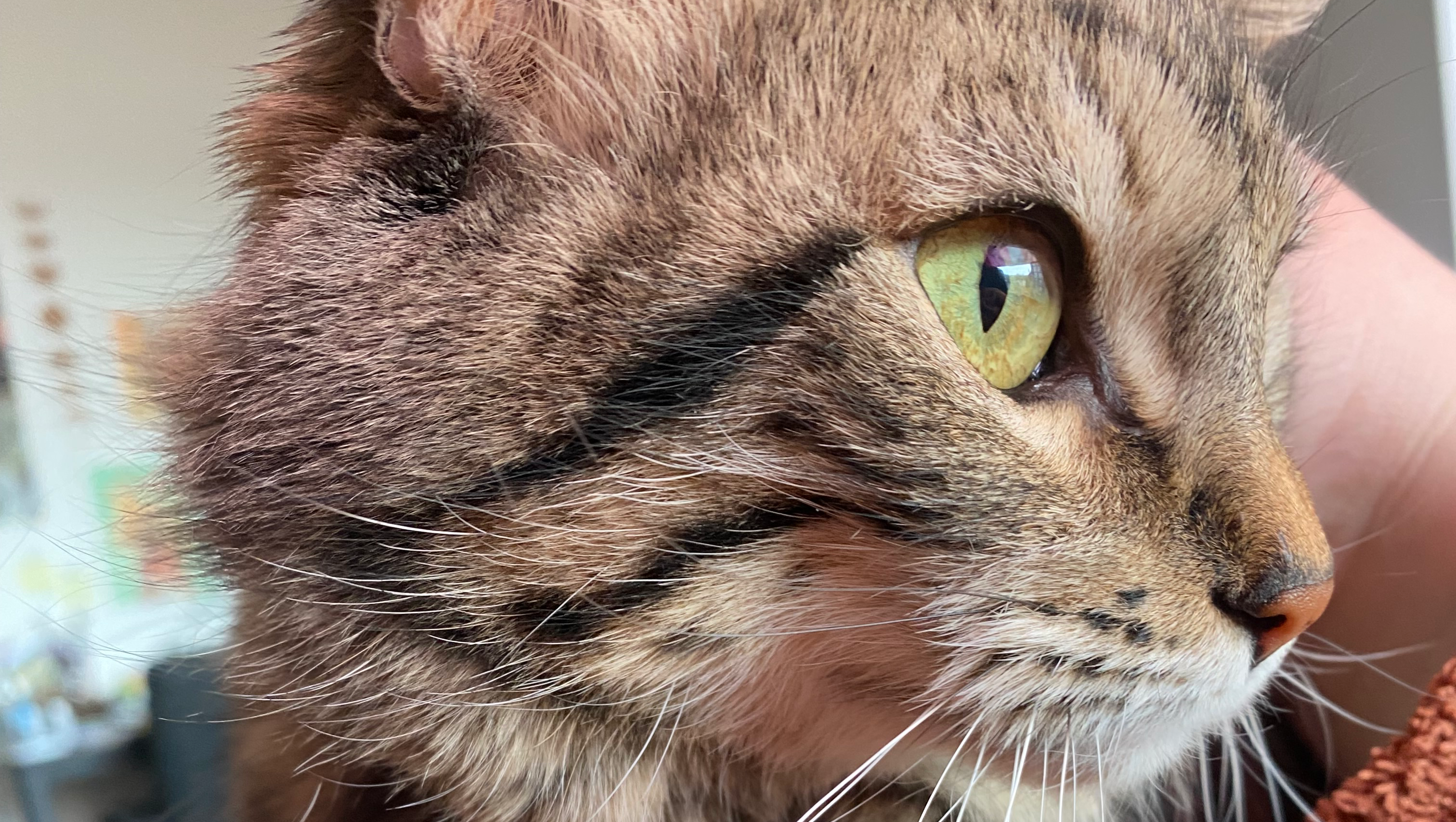 Fundraiser by Elise Wilkinson : Support Misty's Recovery