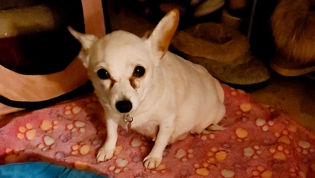 Fundraiser by Sarah Bloomer : Save Tinker Bell