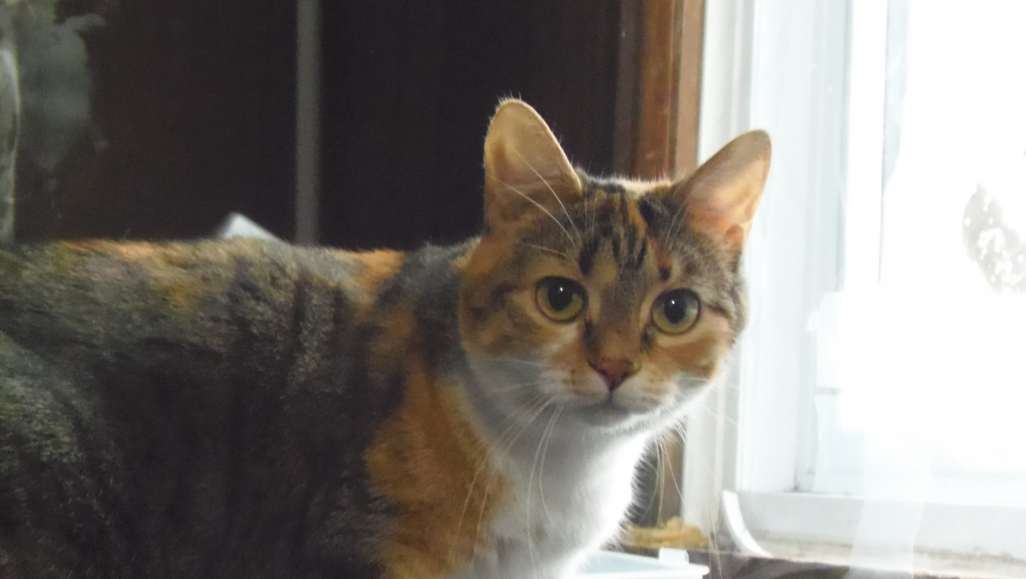 Fundraiser by Mavis Tolhouse : Donate to Save Gizmo's Smile and Health