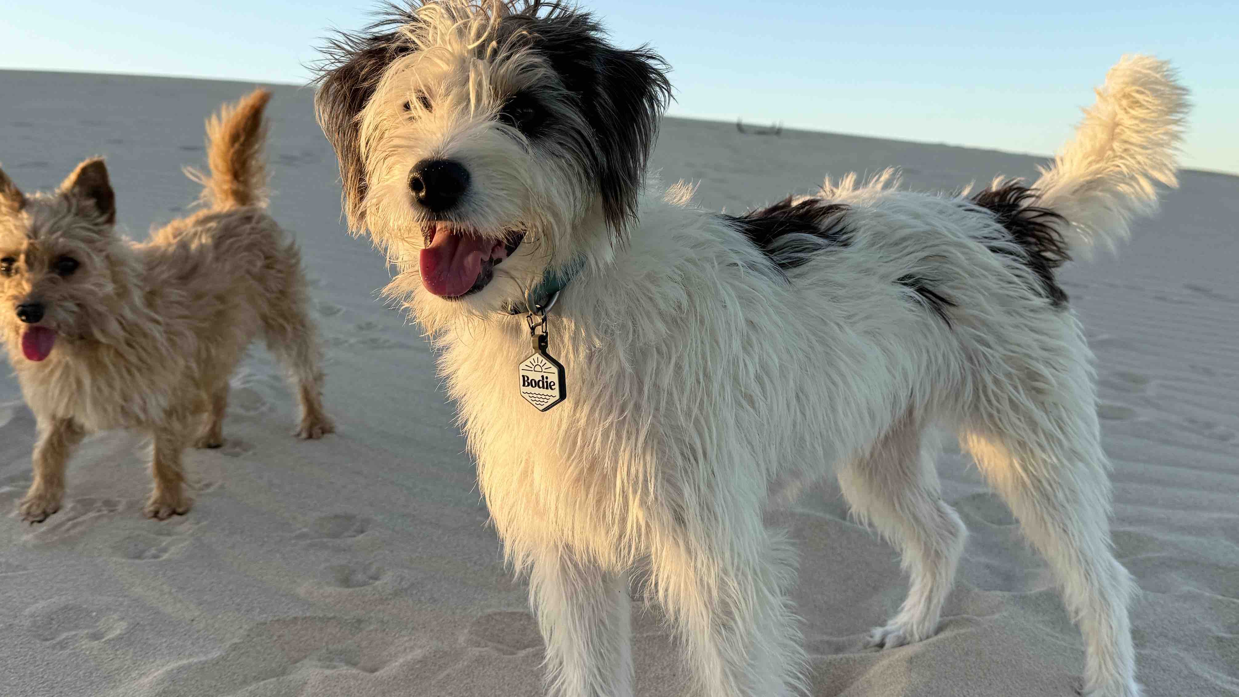 Fundraiser by Allison Jaeger : Expedition Ola: Street Dog Rescue Mission