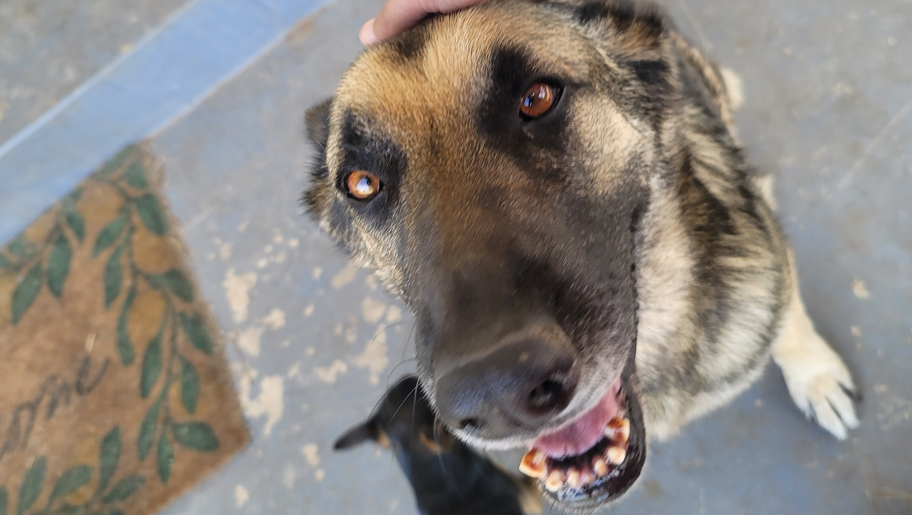 Fundraiser by Steven Siller : Help Hazel Beat Heartworm Disease