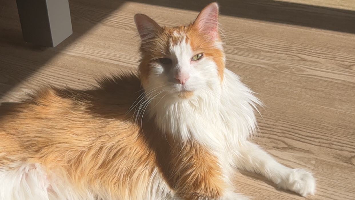 Fundraiser by Rachel Joy : Help Nimmy Get Life-Saving Medical Care