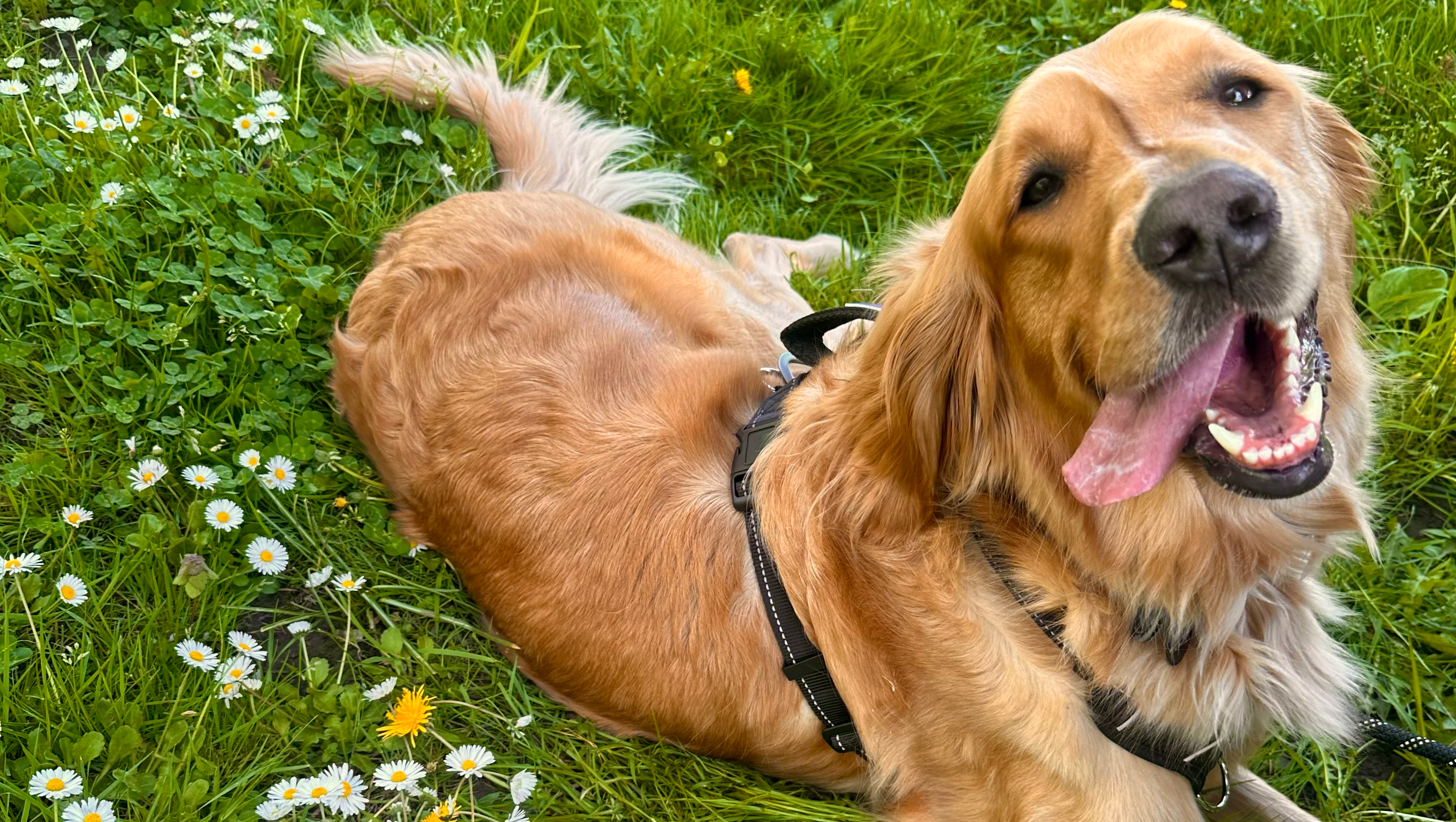 Fundraiser by Megan Roland : Support Butters' Journey to Recovery