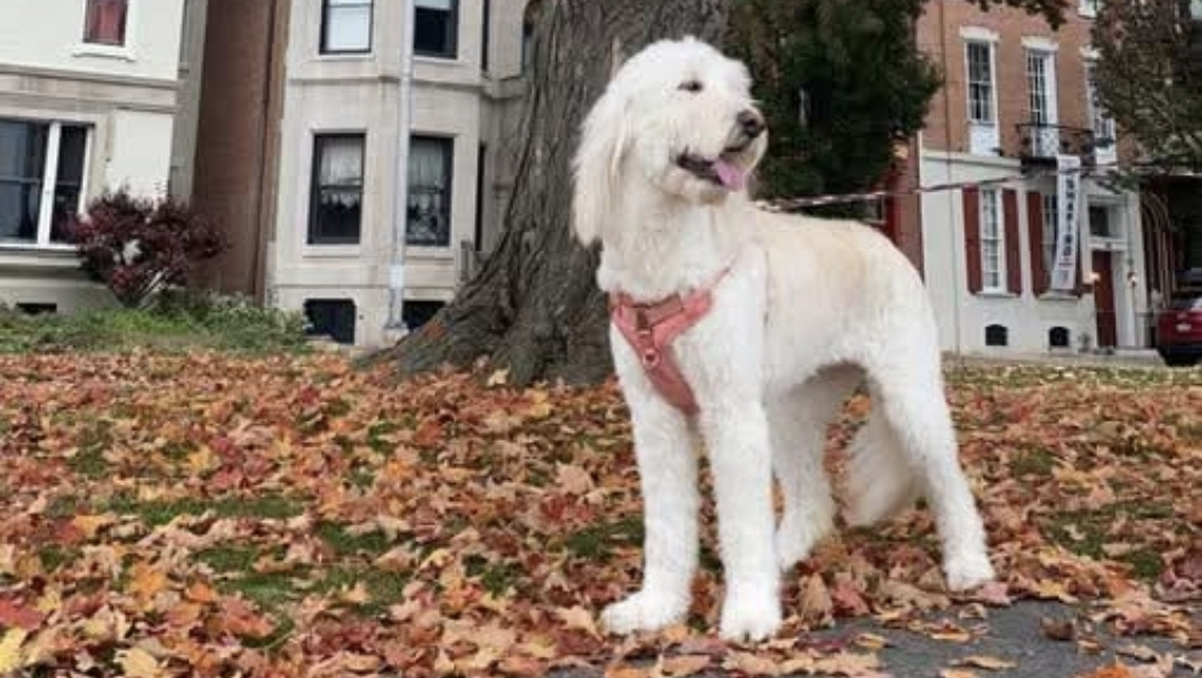 Fundraiser by Rebecca Colburn : Help Sabrina Cope with Vet Bills and Loss