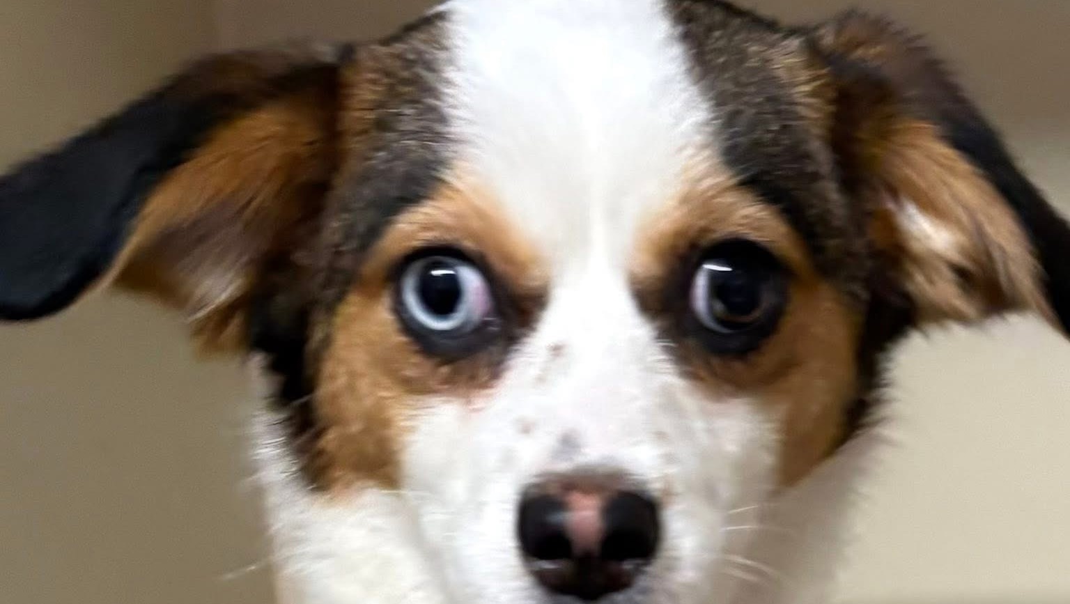 Fundraiser by Elizabeth Burick : Stark County Dog Pound Needs Your Help Now