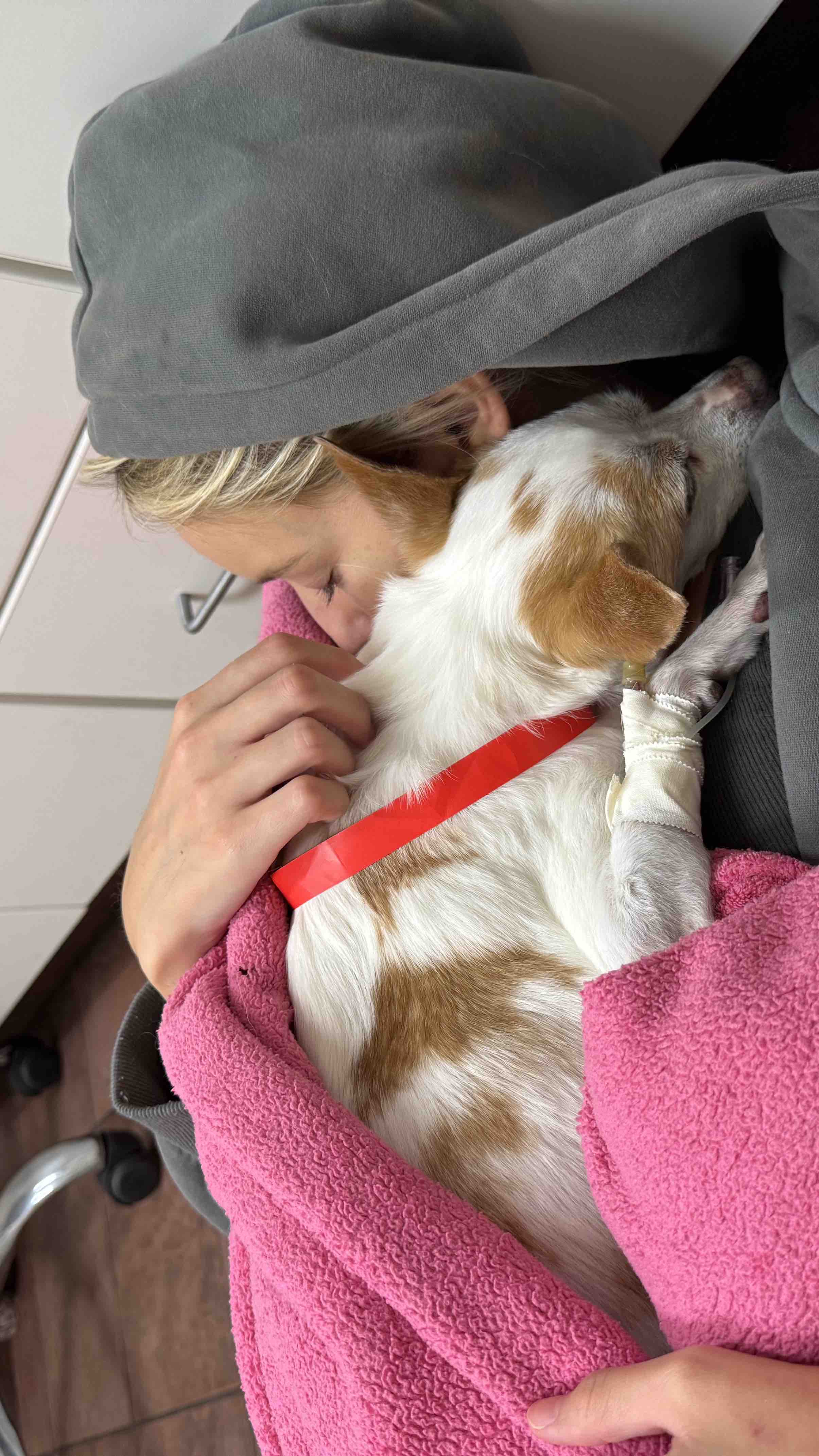 Fundraiser by Courtney Neville : Help Save Chiara and Courtney's Sweet Dog