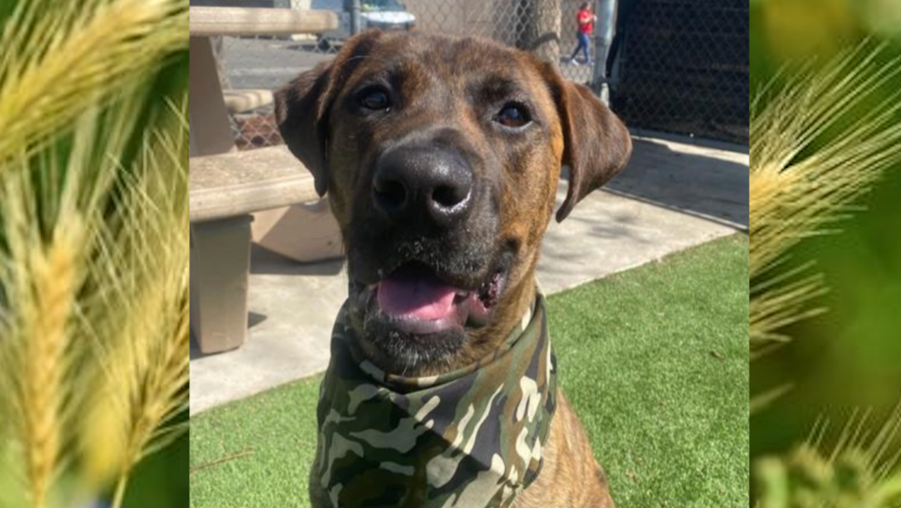 Fundraiser by Cindy Marabito : Support Monkey's Emergency Care