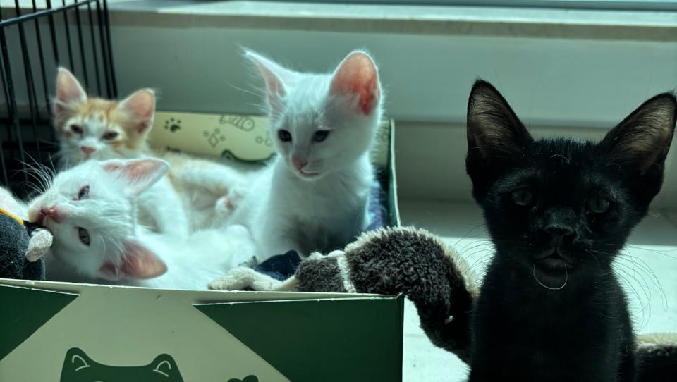 Fundraiser for Cecilia Sam by Pilar Rickert : Support Maya’s and ...