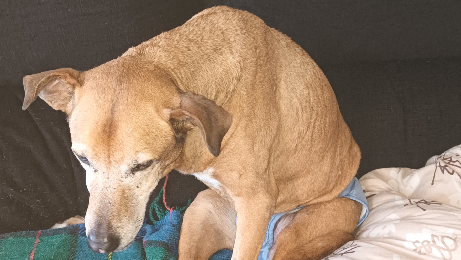 Fundraiser by Miguel Paulitos : Caramelo, o cão herói