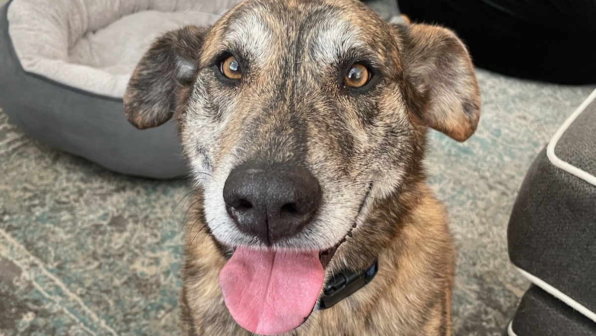 Fundraiser by Maddison Rolfe : Support Kesha's Heartworm Treatment