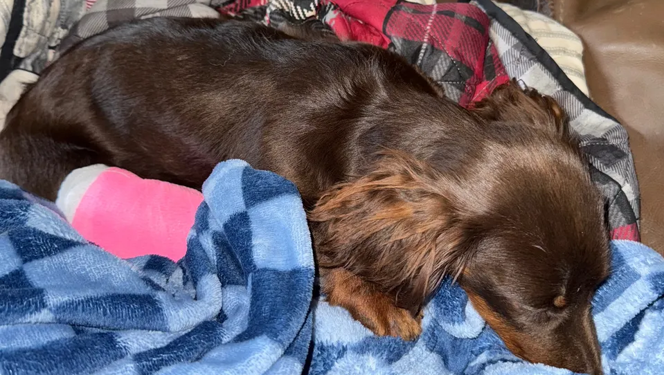 Fundraiser by Brooke Morter : Urgent Care for Dixie: Immediate Surgery