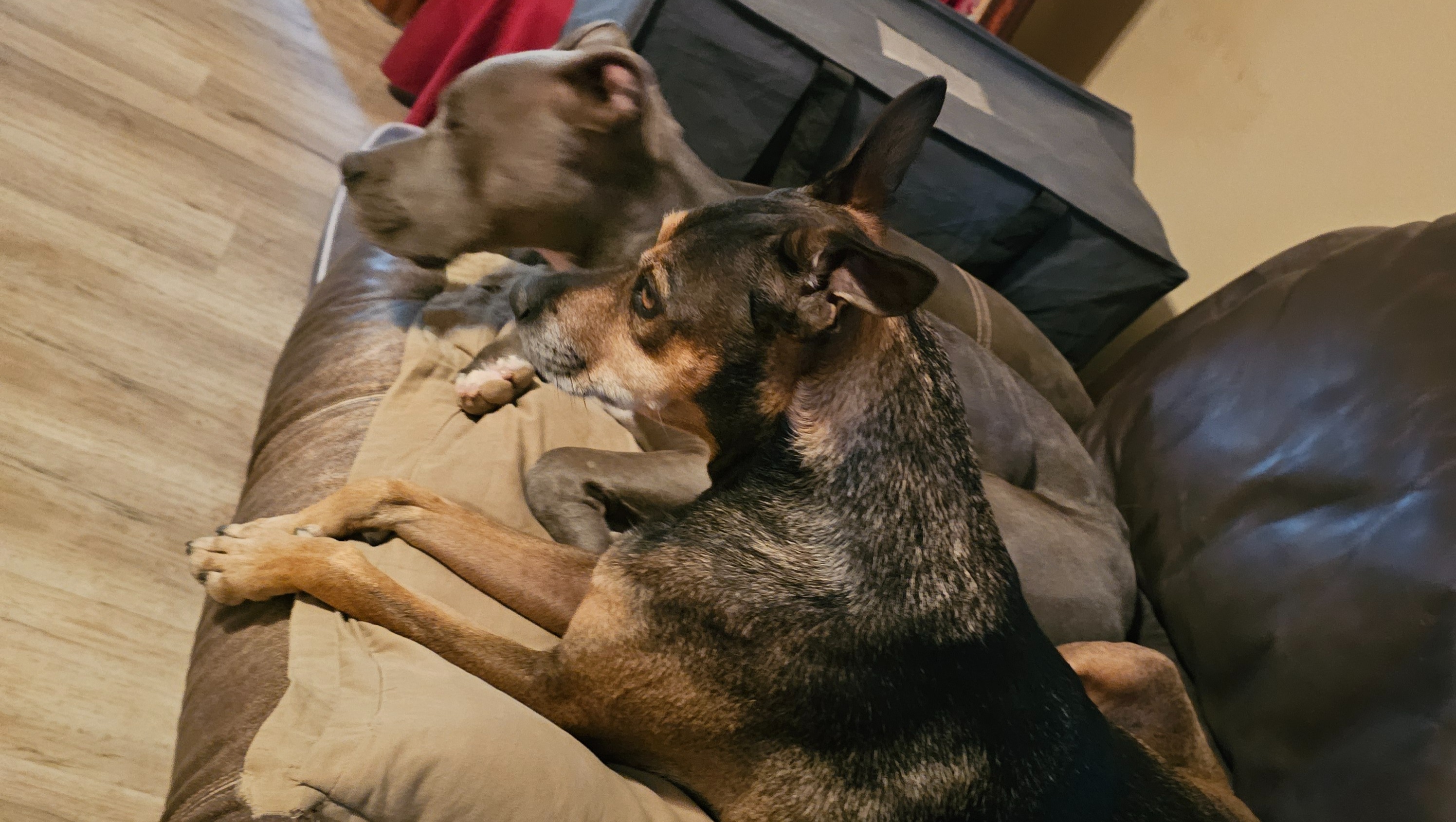 Fundraiser by Tracey Hodges : ONE MORE UPDATE... Kitty's current status ...