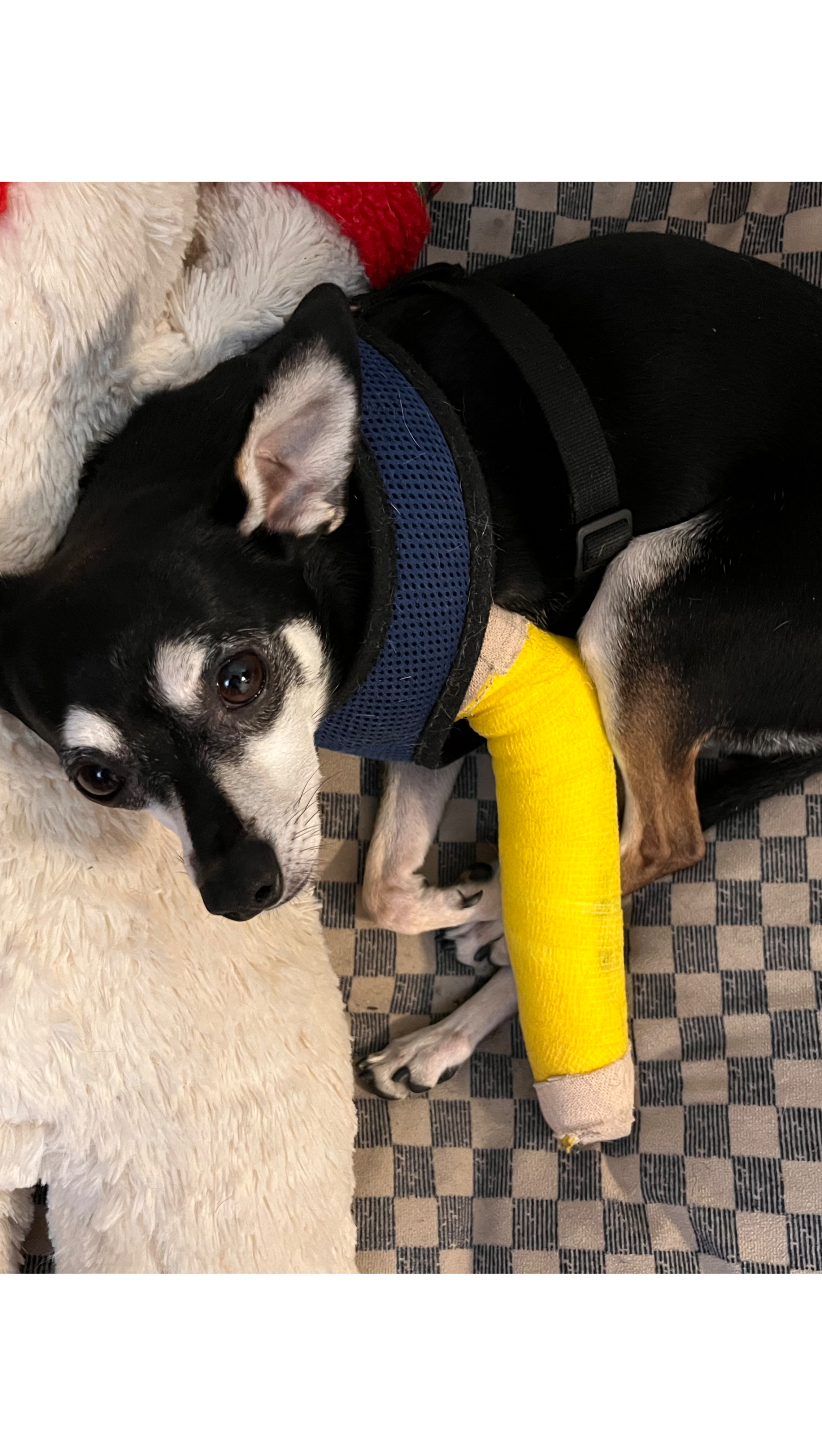 Fundraiser by Yvonne Carbo : Save Our Dog: Amputation Fundraiser