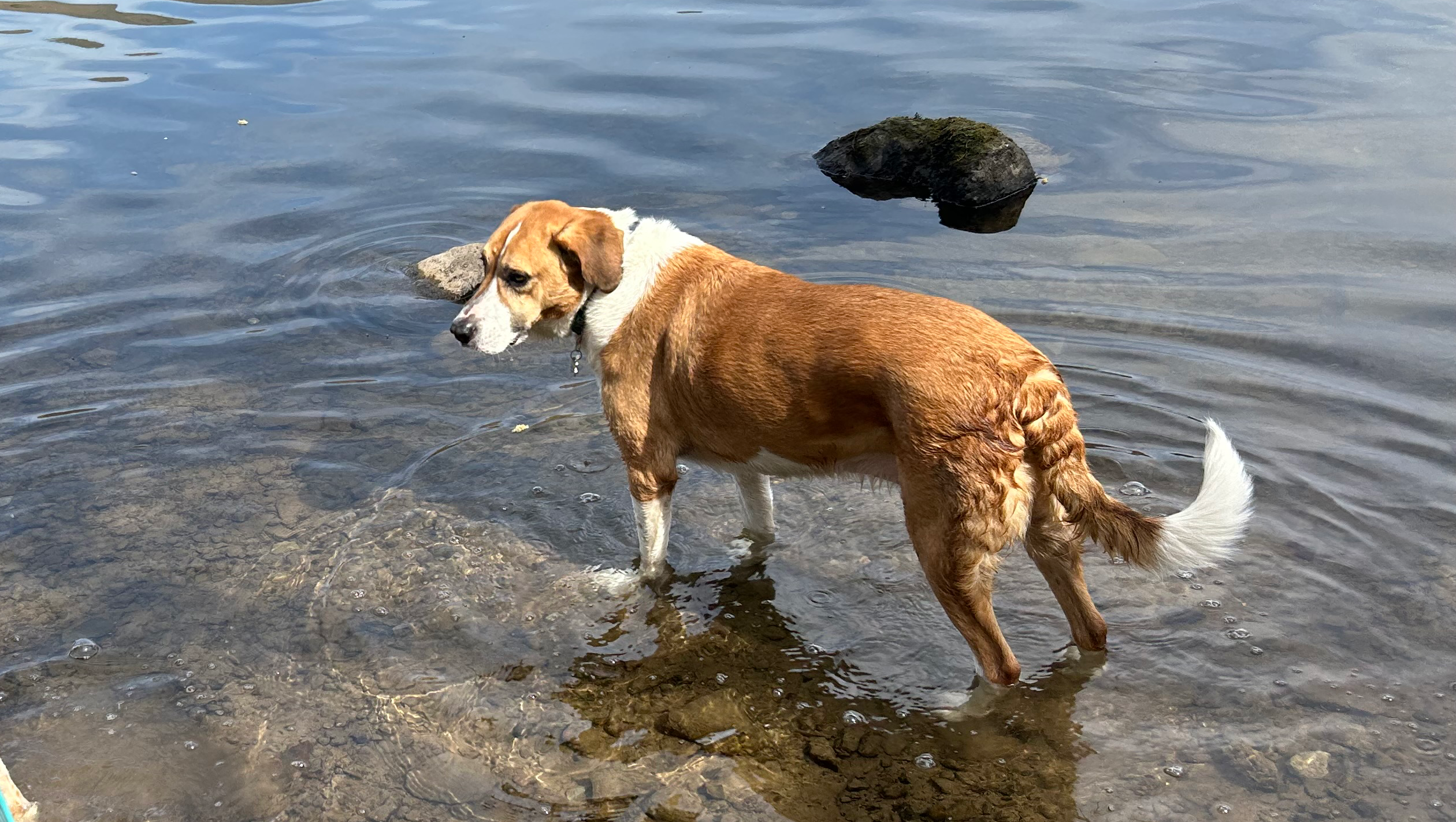 Fundraiser by Sarah Dunscombe-Berry : Eurovision fundraiser for Janet’s ...