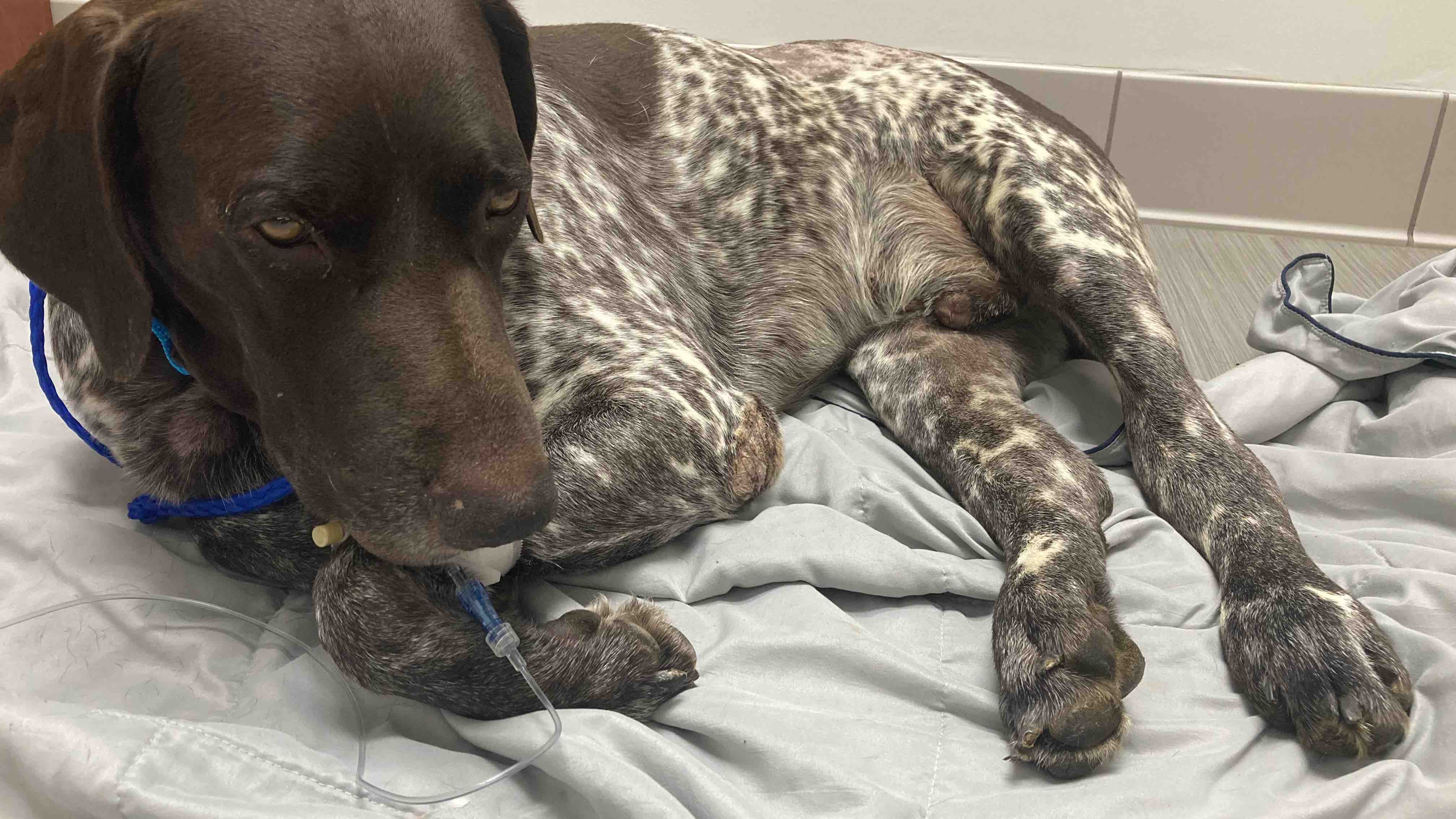 Fundraiser by Carolynn Duncan : Give Kobe the GSP the Chance to Walk Again