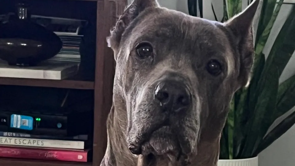 Fundraiser by Marcy Gomez : Give Bella a Fighting Chance: Donate for ...
