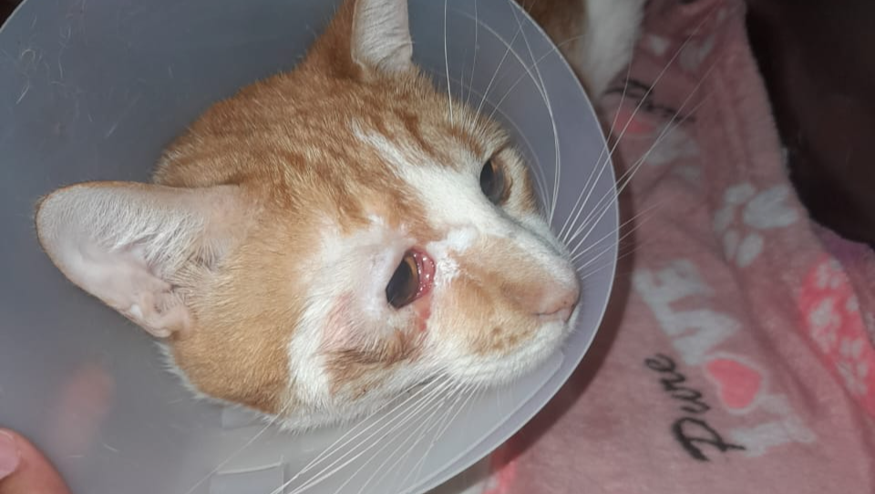 Fundraiser for Jimmy Gregerson by Monica Herrera : Please Help Angel's ...