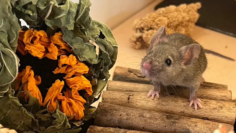 Fundraiser by Alexandria Wheeler : Support Bramble's Life-Saving Surgery