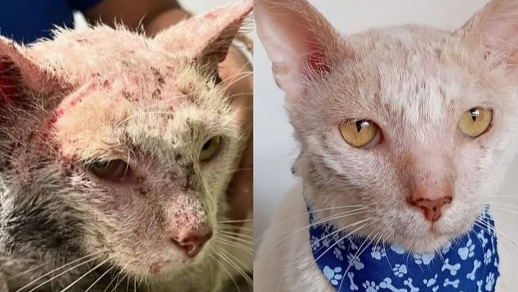 Fundraiser for Jimmy Gregerson by Monica Herrera : Pepito’s Story ...