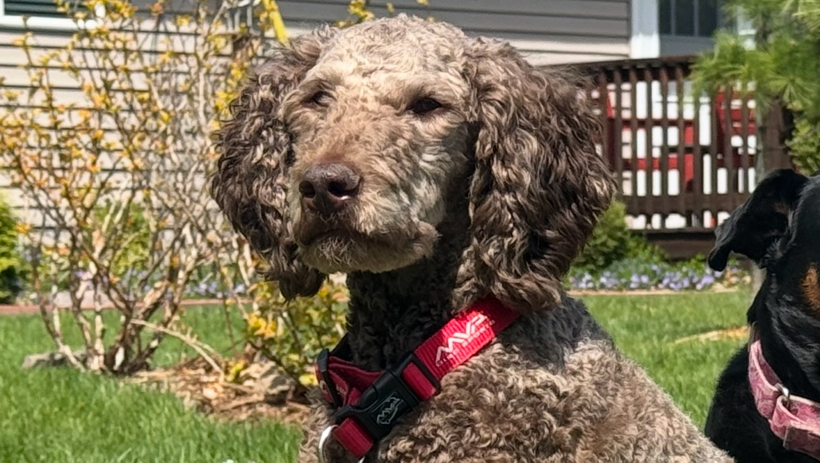 Fundraiser by Meagen Maleport : Recover Coco: Fund Her Surgery