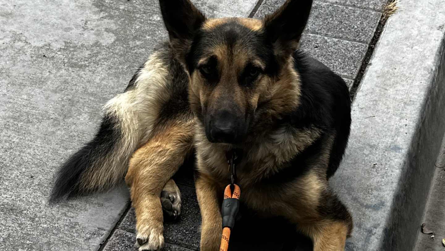 Fundraiser by Kristin Gamez : Support Lucy's Recovery from Painful Leg ...