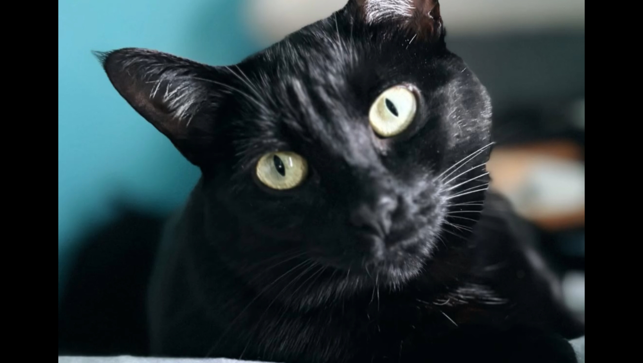 Fundraiser by Kristy Russell : Support Meatball's Hip Surgery