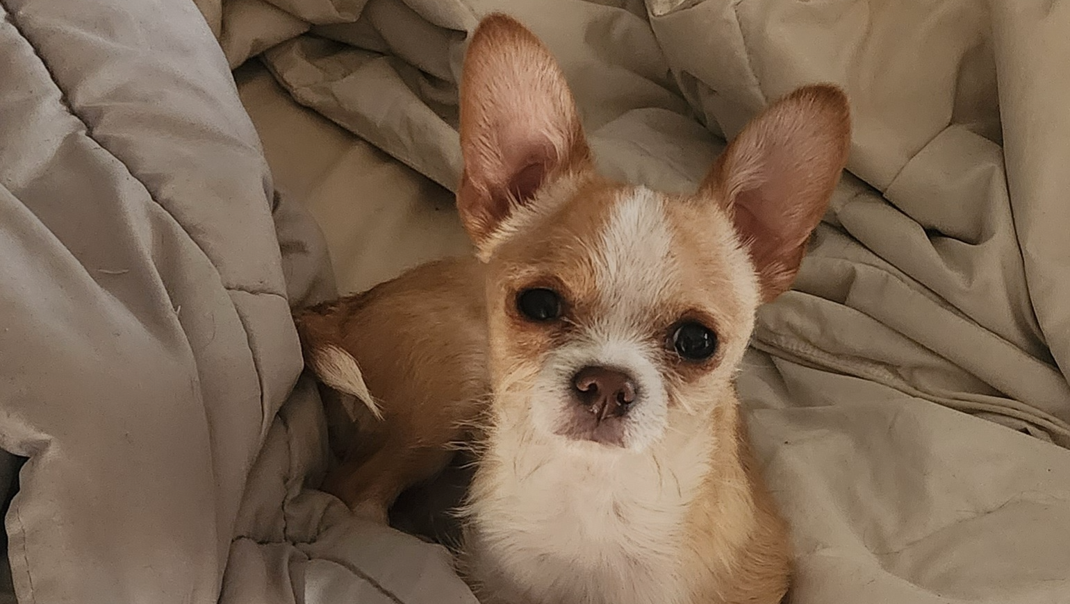 Fundraiser by Arizona Newell : Urgent Care for Tater Tot's Broken Leg