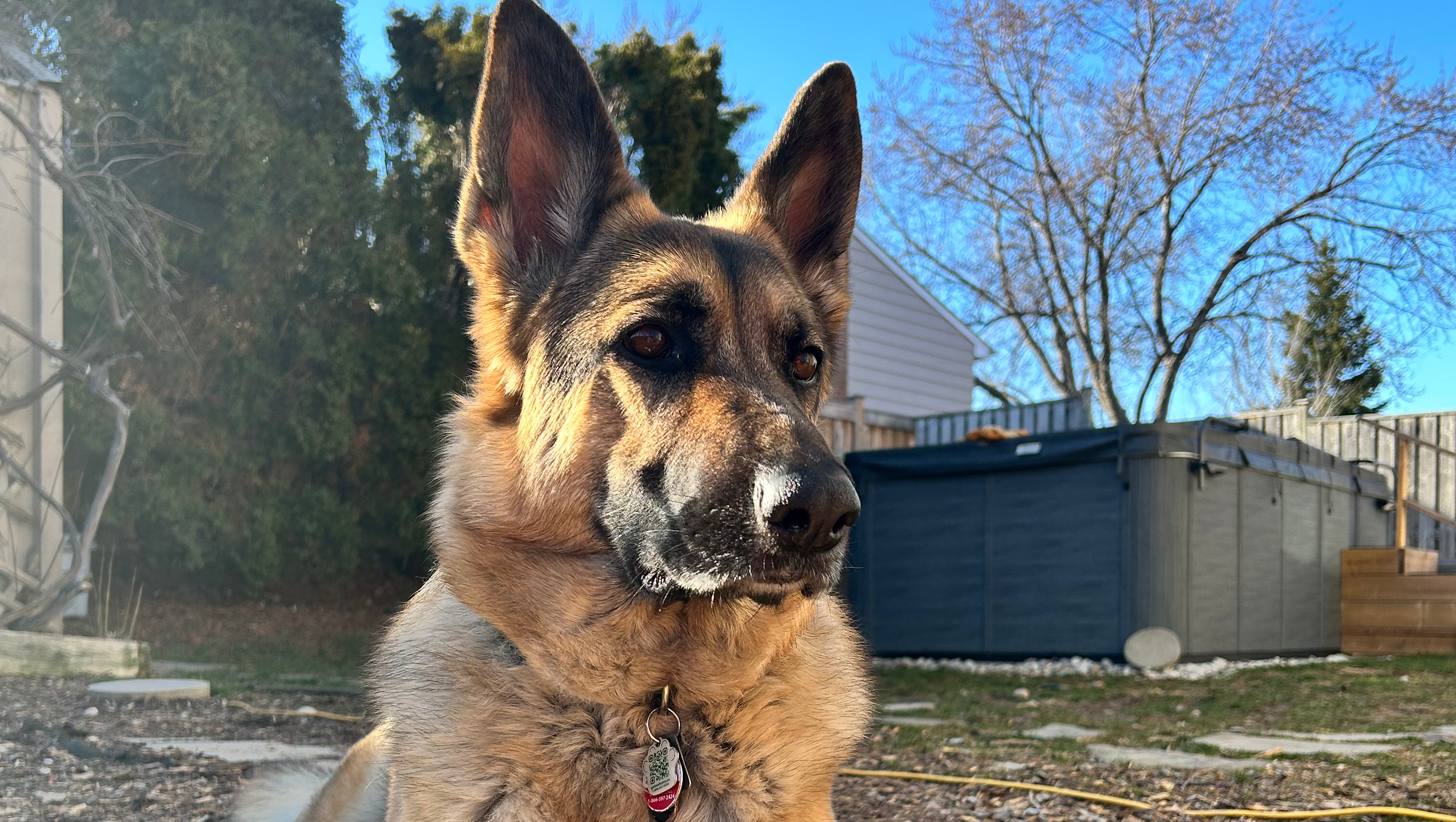 Fundraiser by Teeya Mclean : Help Sam beat heart worm