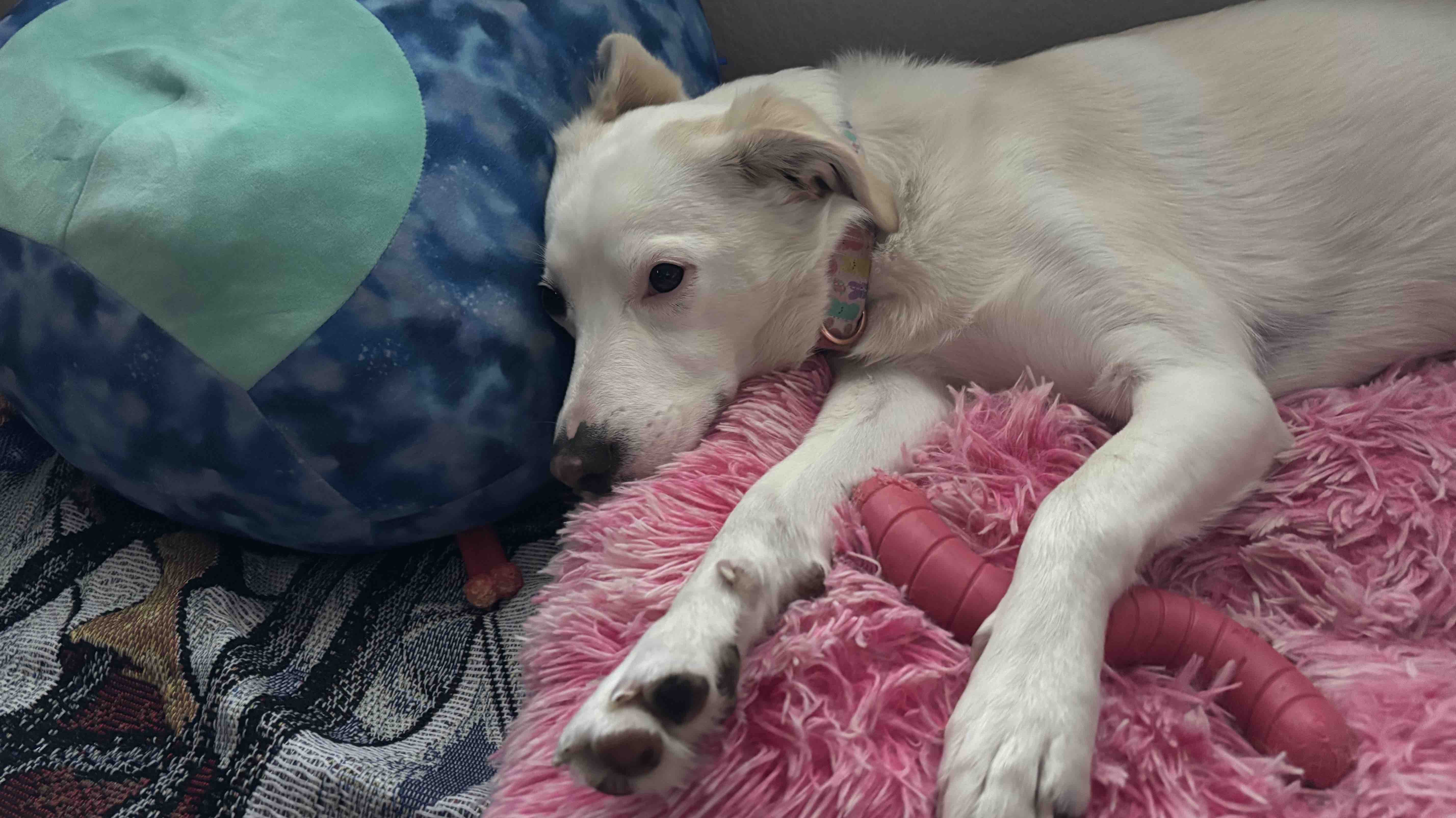 Fundraiser by Amber Trusty : Support Shadow's Surgery and Recovery