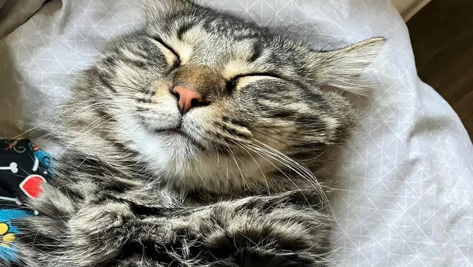 Fundraiser by Keeley Gregory : Gizmo's Life-Saving Surgery & Recovery Fund