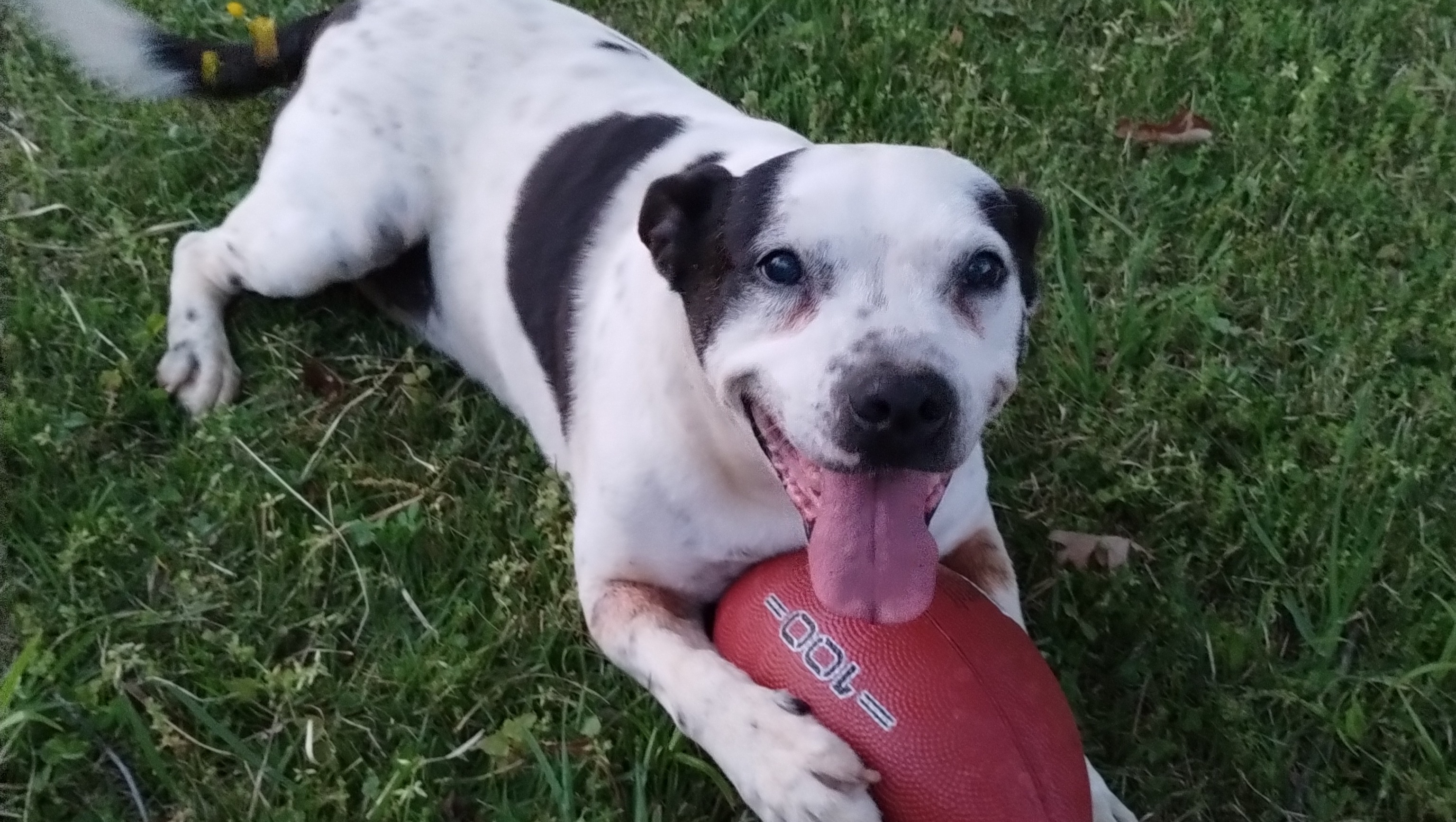 Fundraiser by Rachel Hedrick : Support Ruckus's Recovery with a Knee Brace