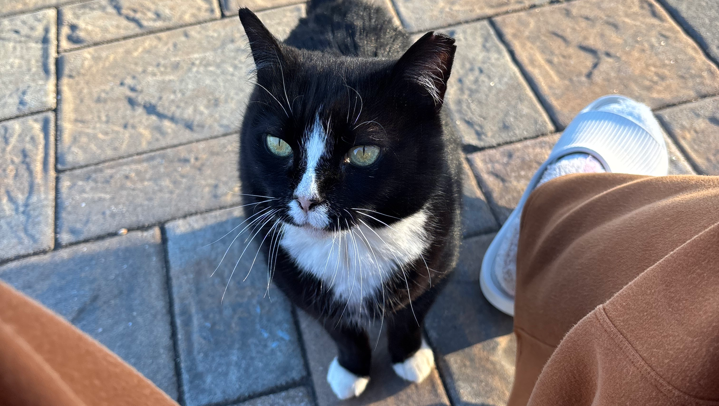Fundraiser by Emily Prendergast : Support Miss Kitty's Care and Comfort