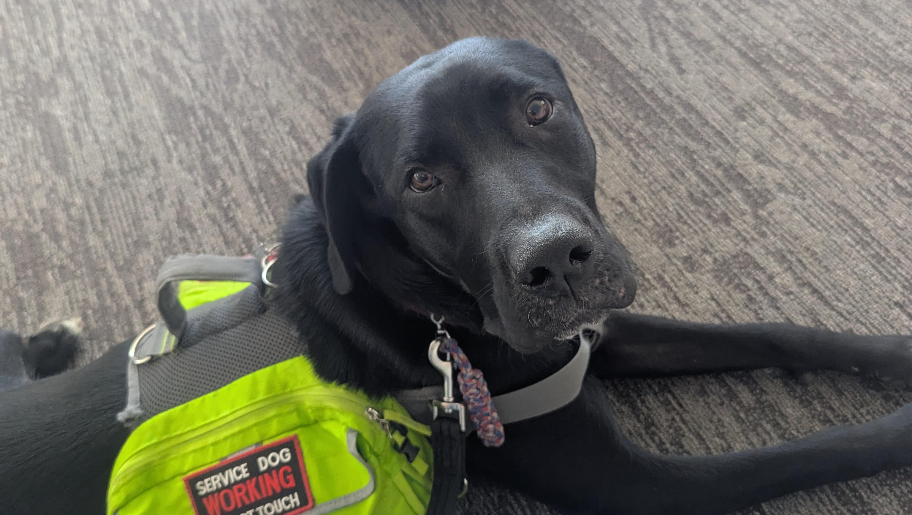 Fundraiser by Gus Mirvis : Support Gus Mirvis and Paws' Vital Partnership