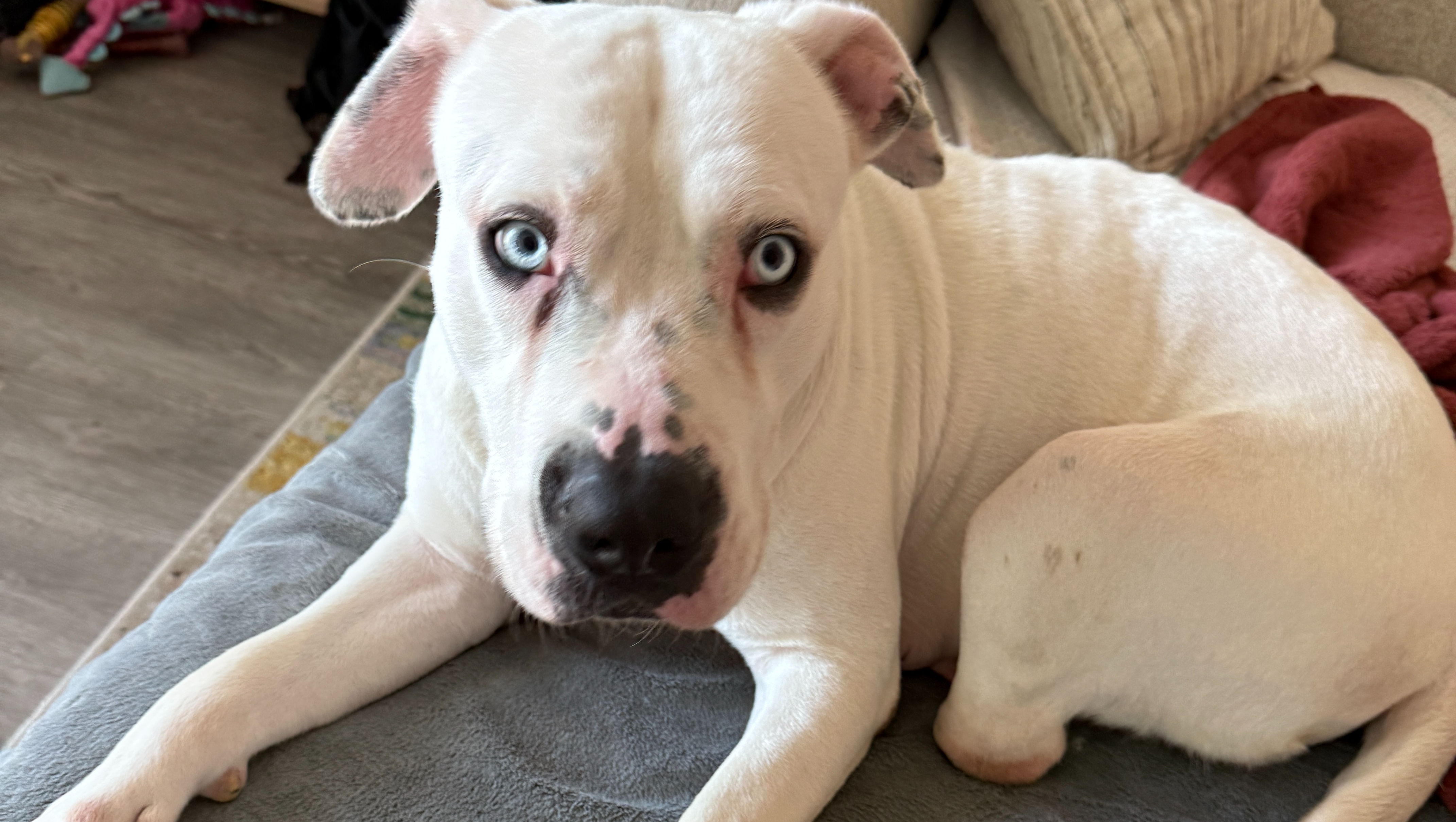 Fundraiser by Amanda Oman : A New Start for Daisy: Your Help Needed