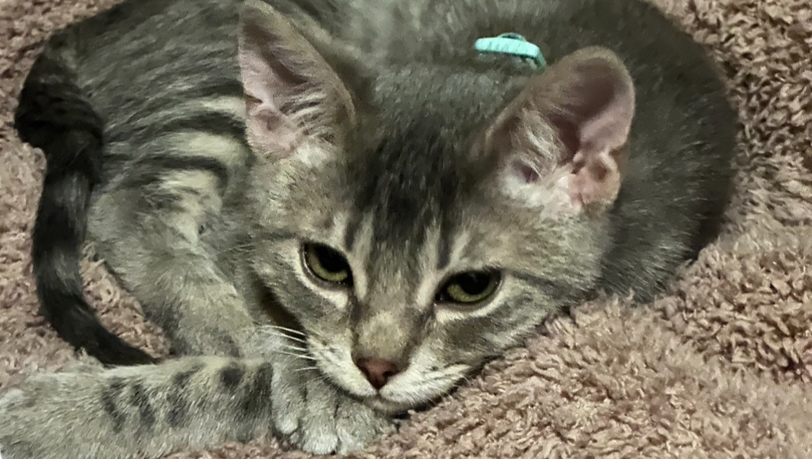 Fundraiser by Dejana Matthews : Chicken Little's Road To Recovery...