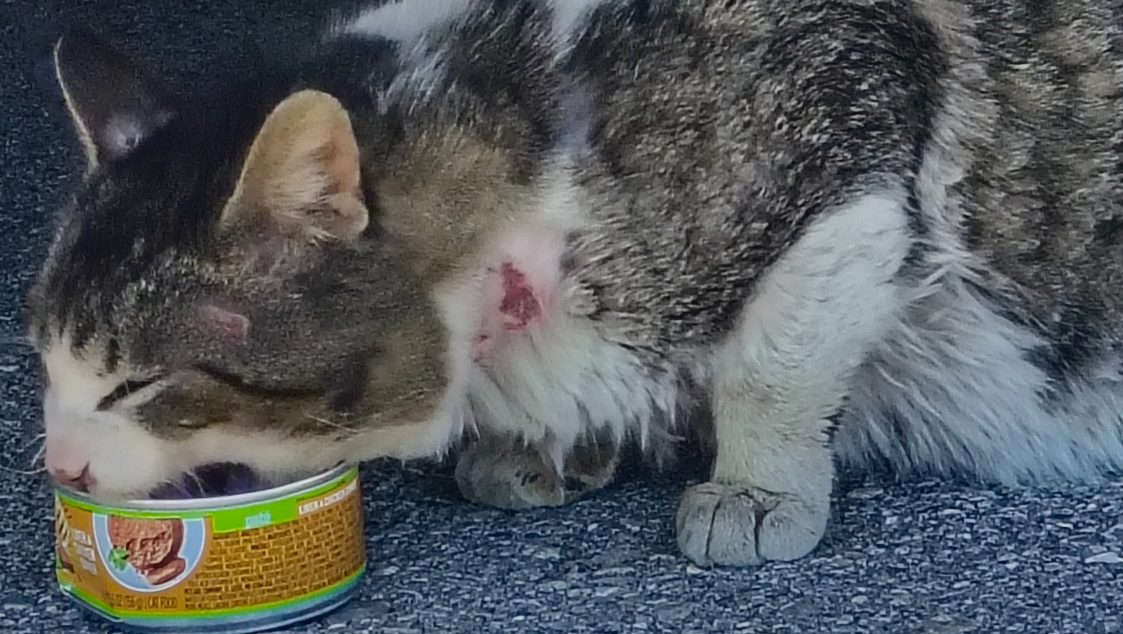 Fundraiser by Rhiannon Niester : Save the Injured Cat from Fletcher ...