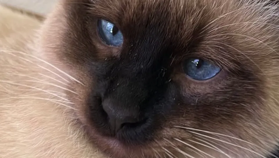 Fundraiser for Maiya Halaas by Lupe Partida : Help Save Skippy: Donate ...