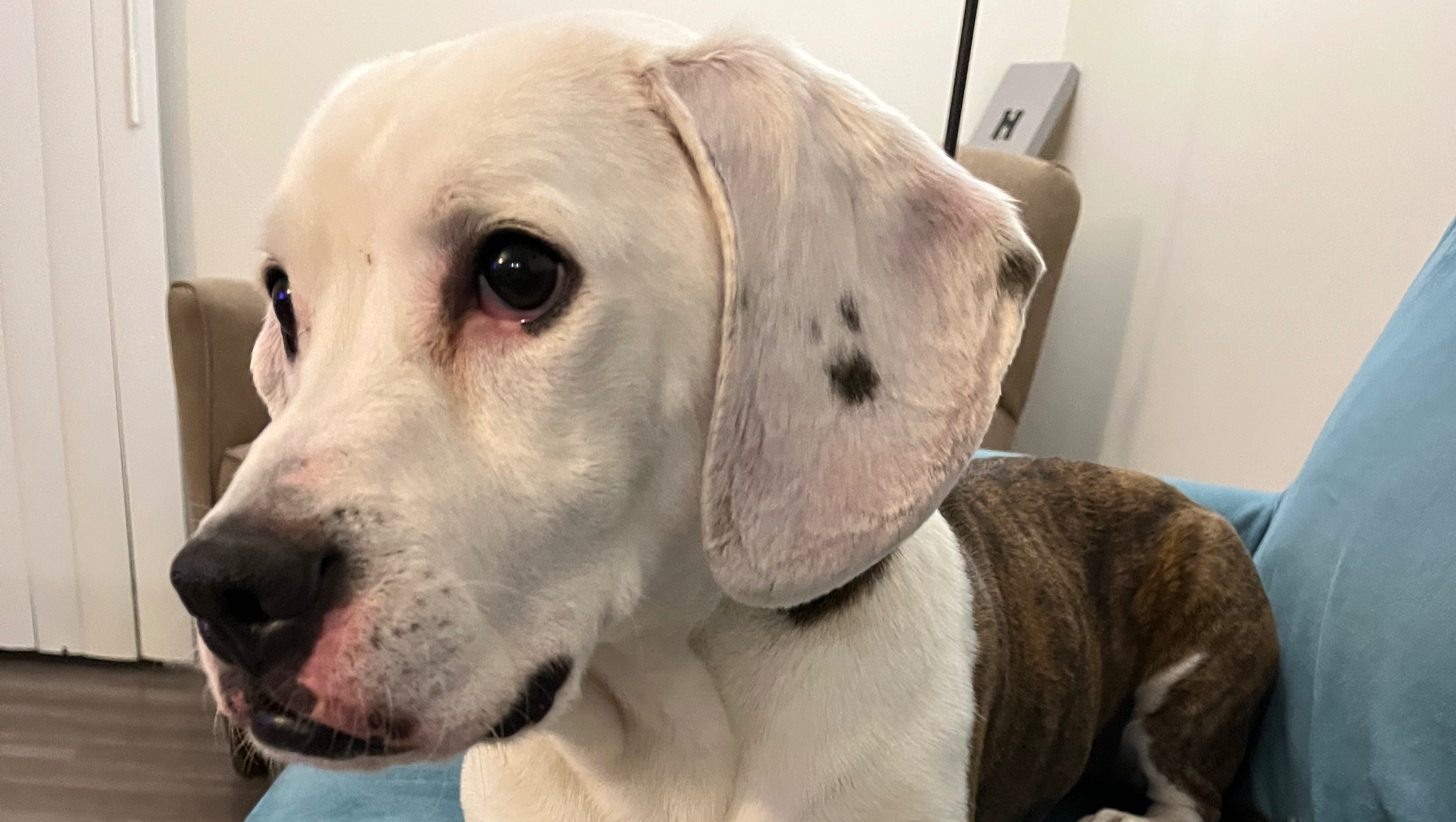 Fundraiser by Declan O’Day : Help Archie Get Pain Relieving Surgery