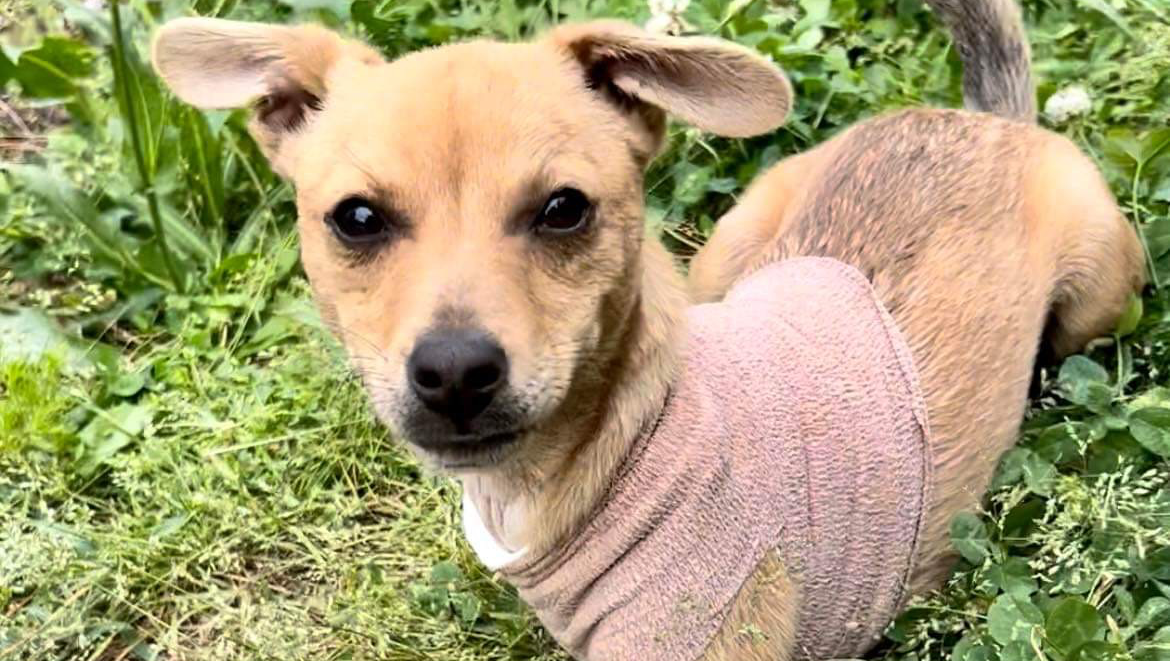 Fundraiser by Victoria Brown : Help Flower Run Again: Support for ...