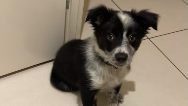 Fundraiser by stacey Callow : Help Elvis get a new bed