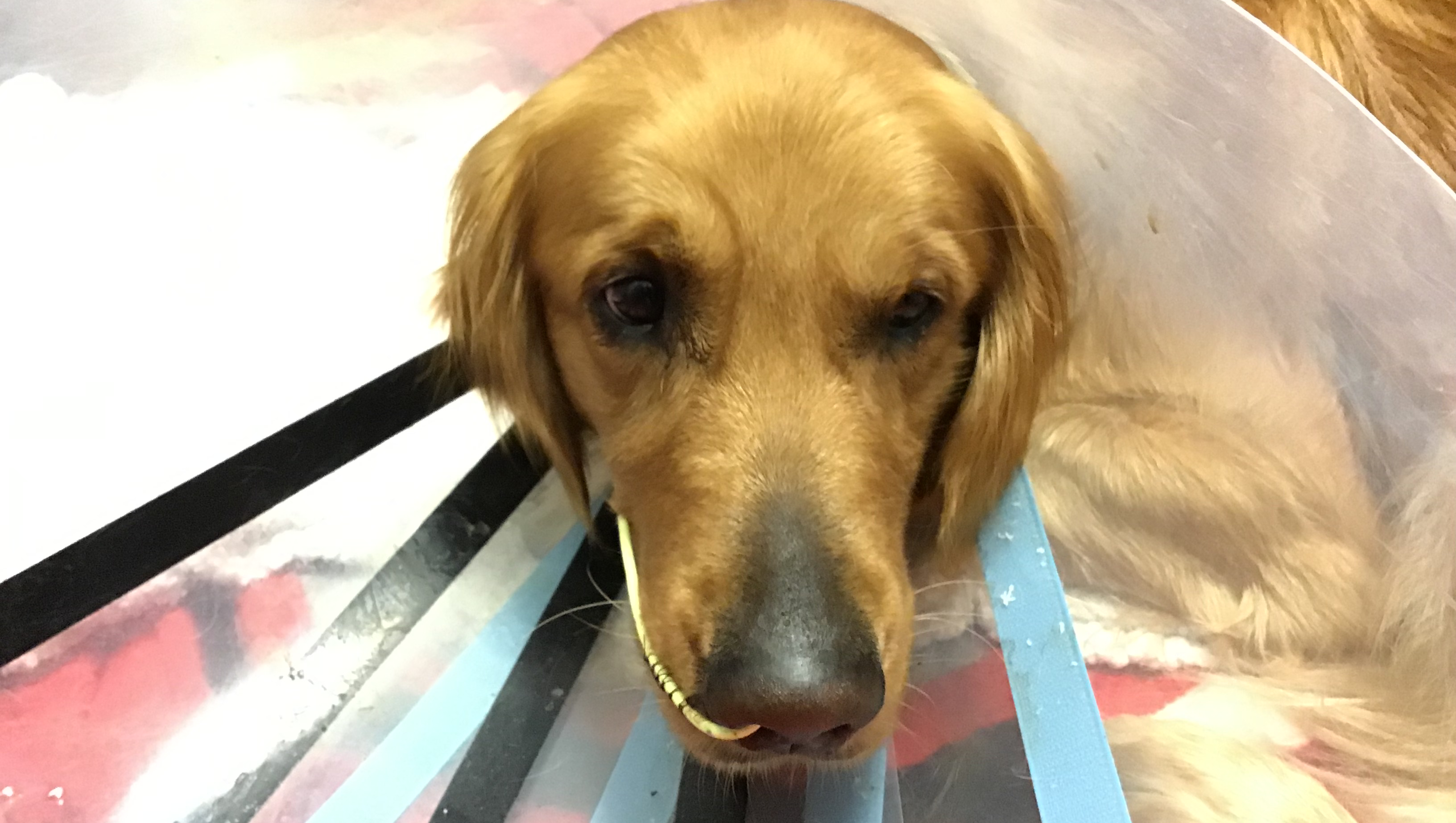 Fundraiser by Becca Jenkins : Donate to Max's Recovery: A Second Chance